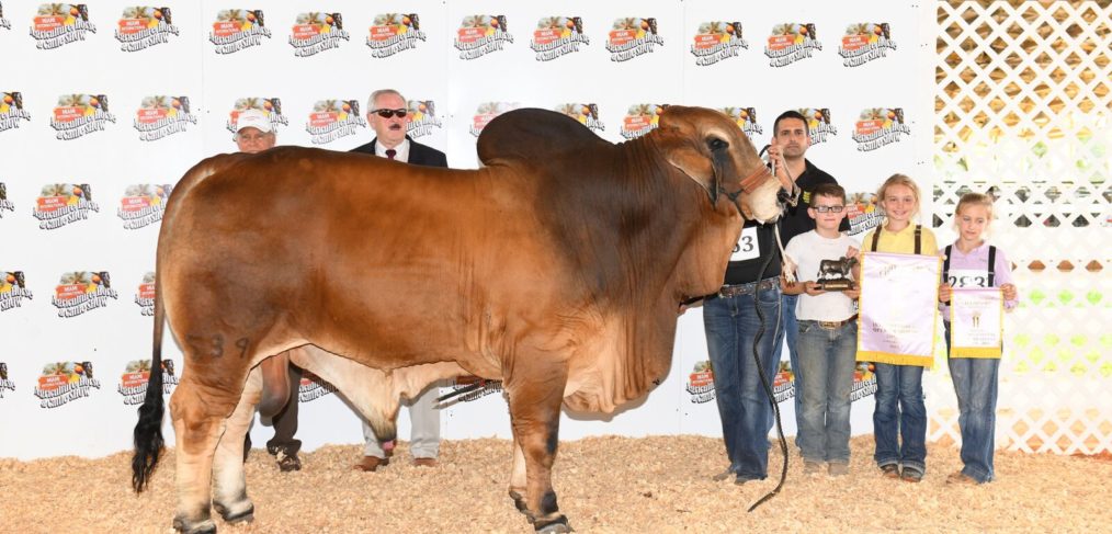 RESERVE SENIOR CHAMPION RED BRAHMAN BULL AND RESERVE GRAND CHAMPION RED ...